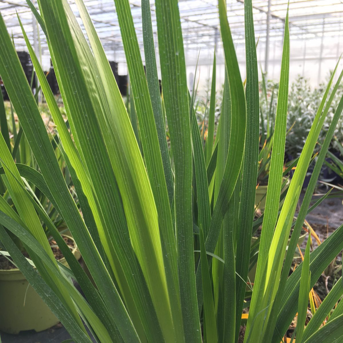 Libertia grandiflora