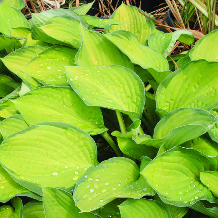 Hosta Gold Standard