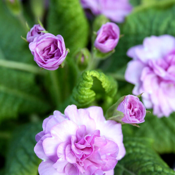 Primula Quakers Bonnet