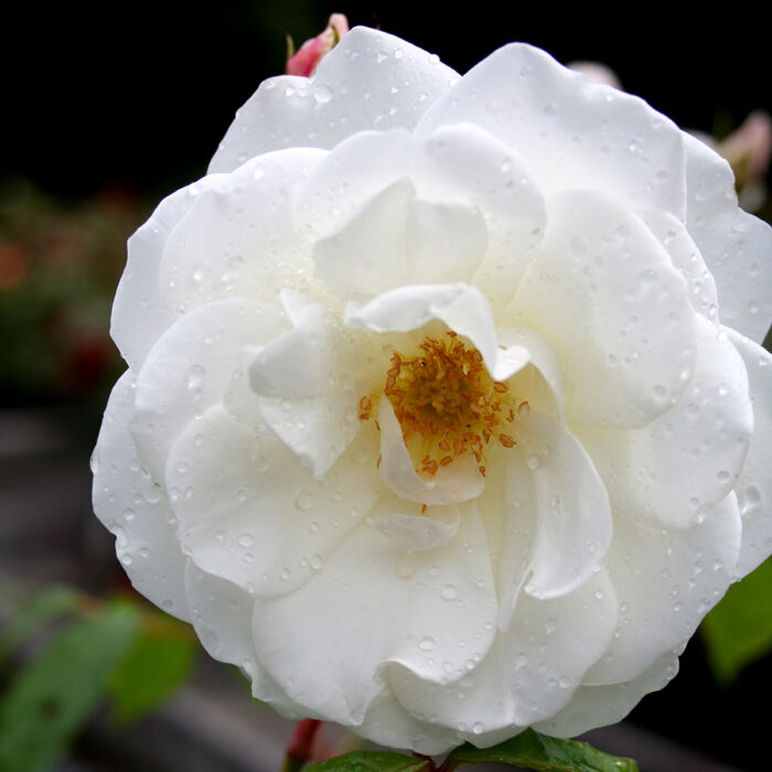Rosa Climbing Iceberg